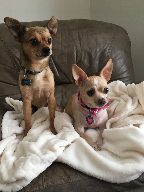 2 chihuahuas to rehome asap | Dogs & Puppies for Rehoming | Moncton ...