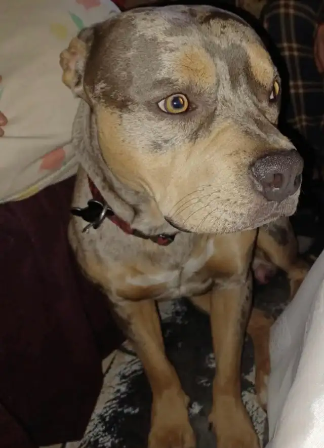 6 month old male Merle puppy Blue Tri for Furrevrr home (Now) ) | Dogs ...