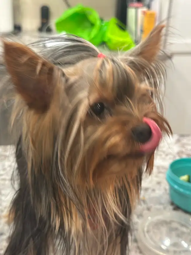 Mini/Toy Yorkshire Terrier | Dogs & Puppies for Rehoming | West Island ...