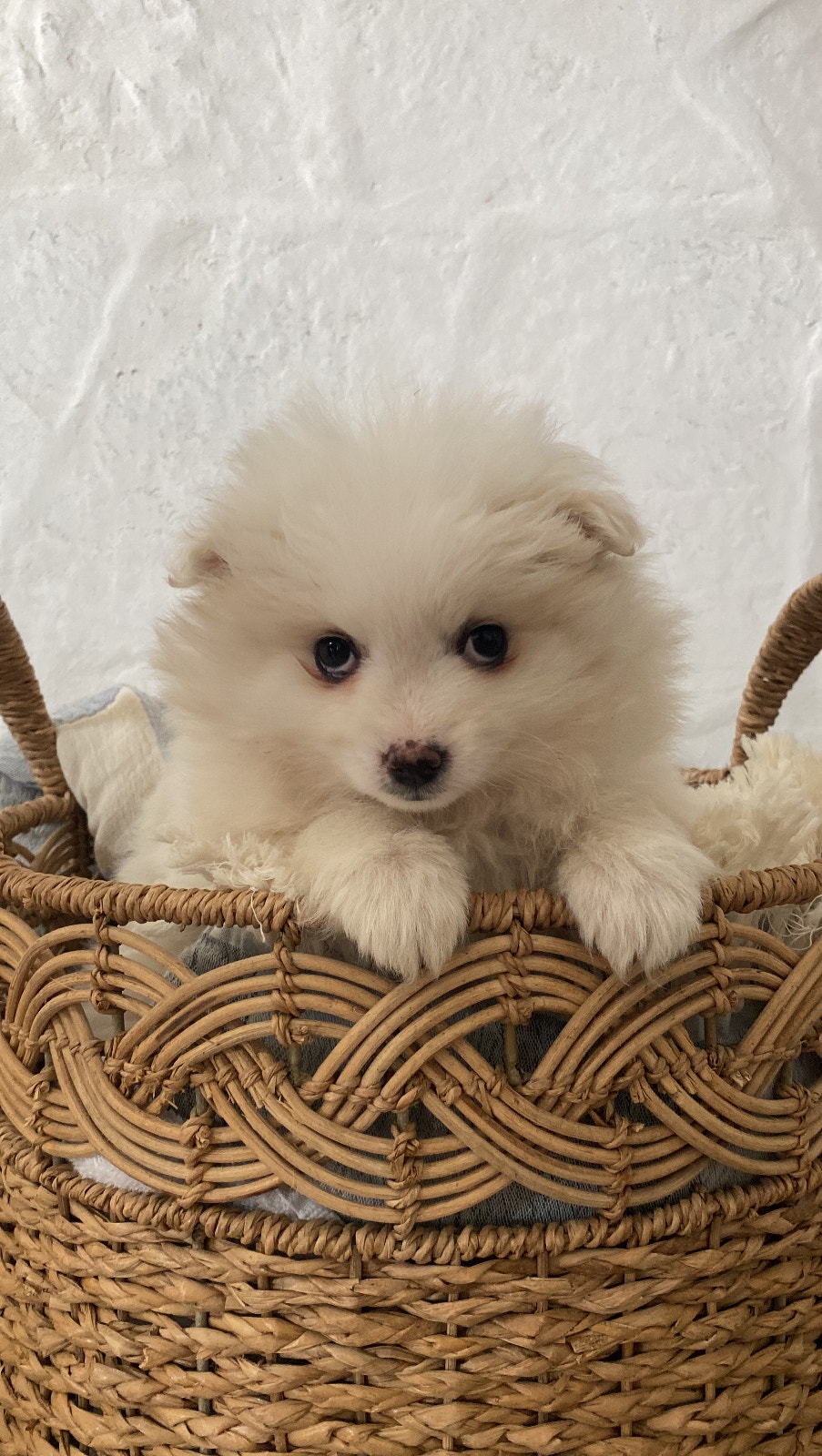 American Eskimo Puppies | Dogs & Puppies for Rehoming | Vernon | Free ...
