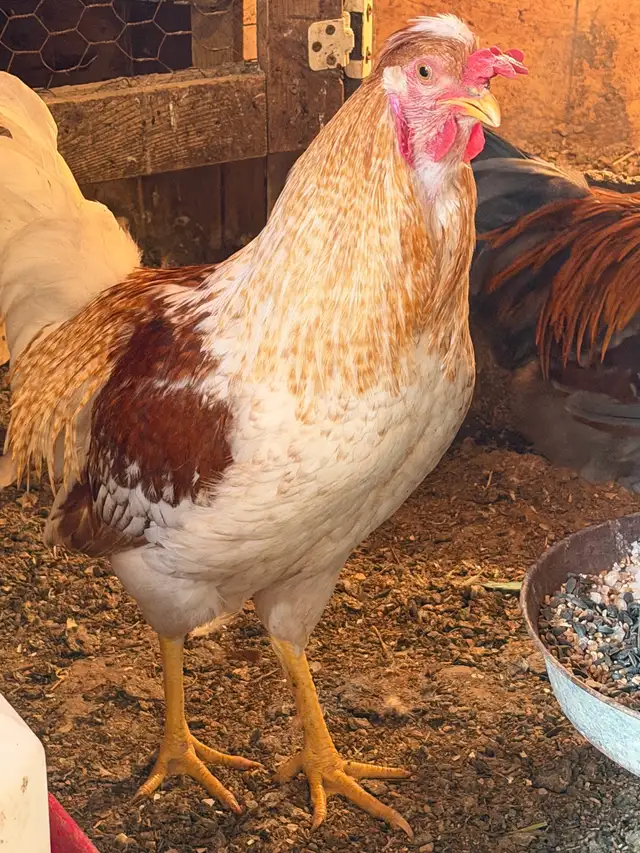 Beautiful Young Big Rooster for sale. | Livestock | Calgary | Free ...
