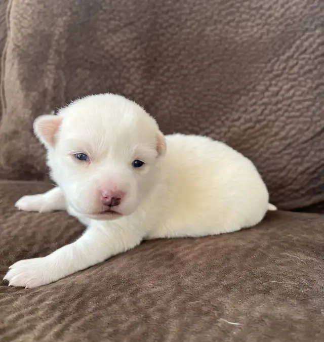 magnifique portée de Pomsky | Dogs & Puppies for Rehoming | City of ...