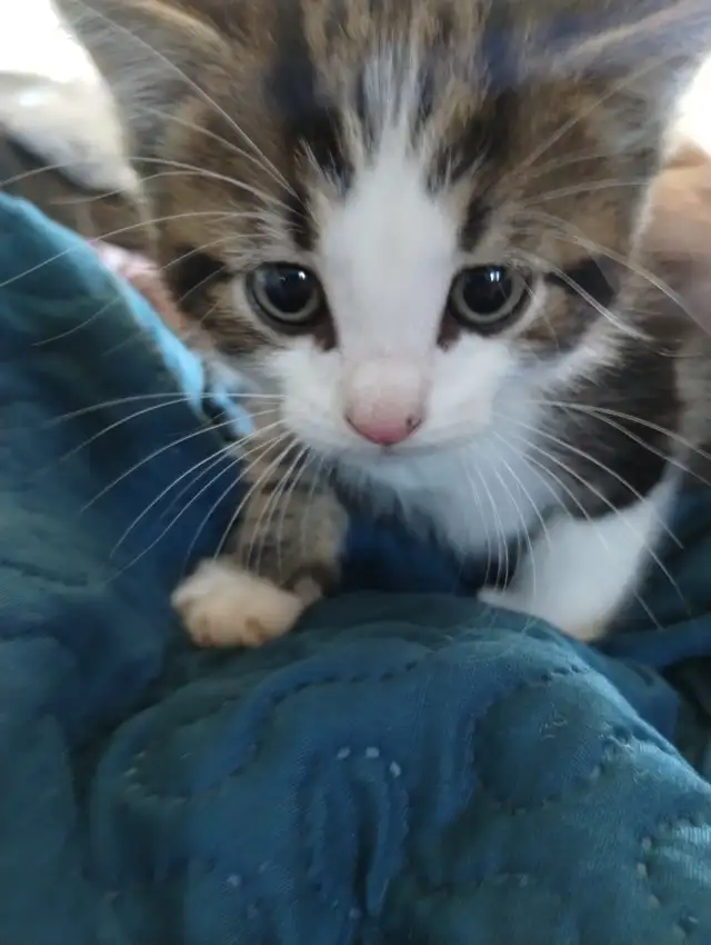 Kittens ready to go | Cats & Kittens for Rehoming | North Bay | Free ...