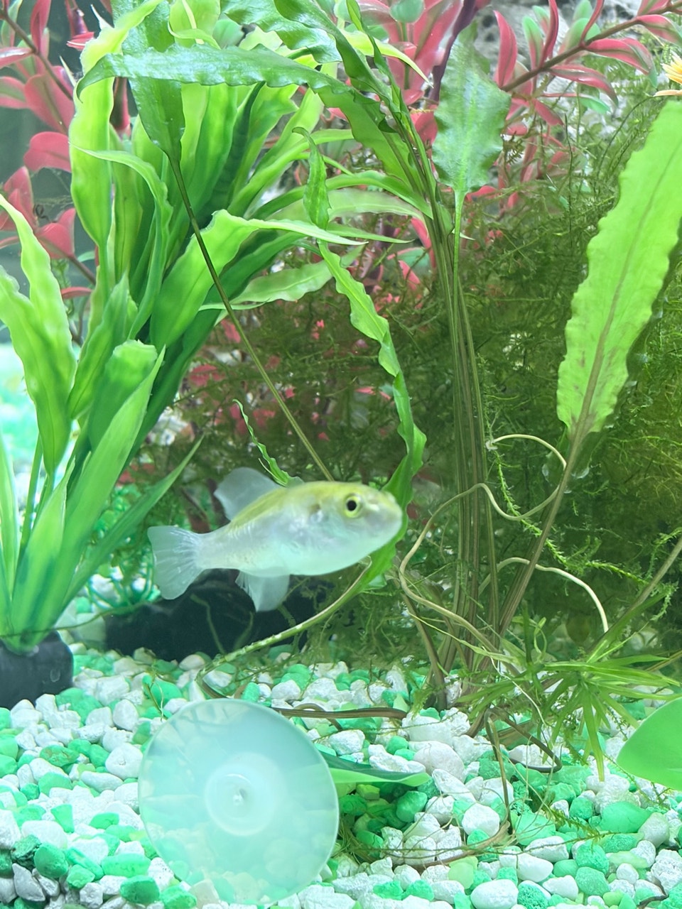 looking for fresh water puffer fish | Fish for Rehoming | Cornwall ...