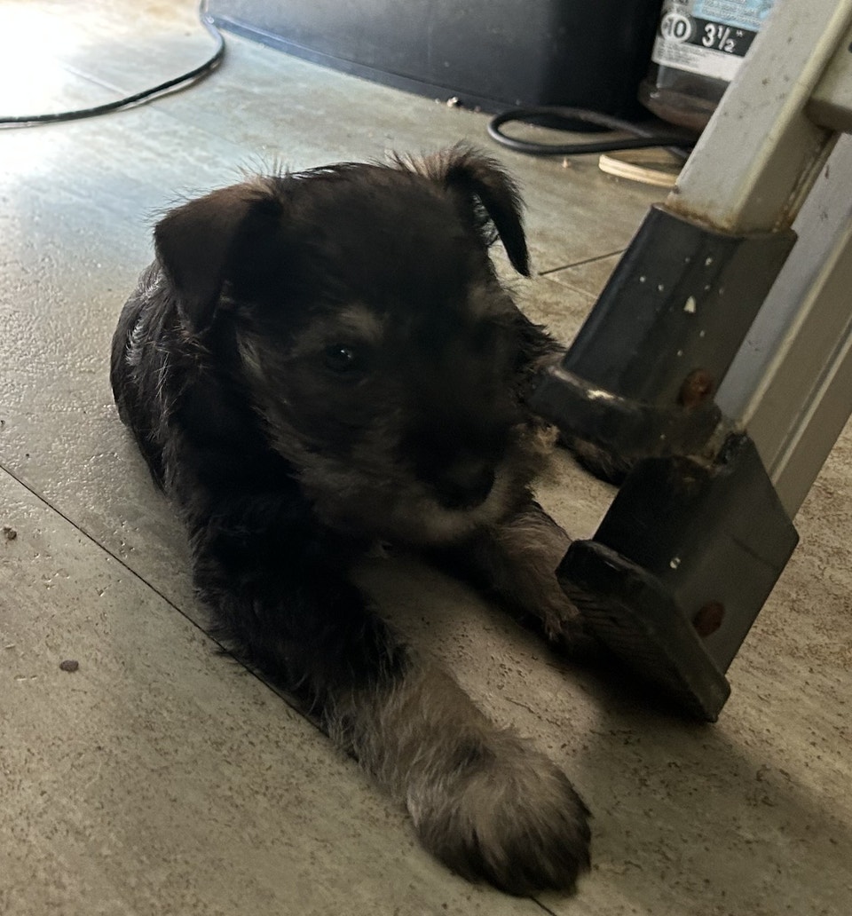 chiots schnauzer nains | Dogs & Puppies for Rehoming | Gatineau | Free ...