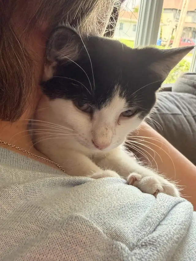 Chatons 3 mois | Cats & Kittens for Rehoming | West Island | Free local ...