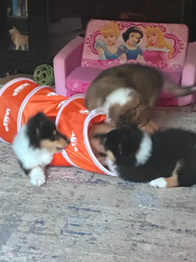 Rough Collie puppies | Dogs & Puppies for Rehoming | Hamilton | Free ...