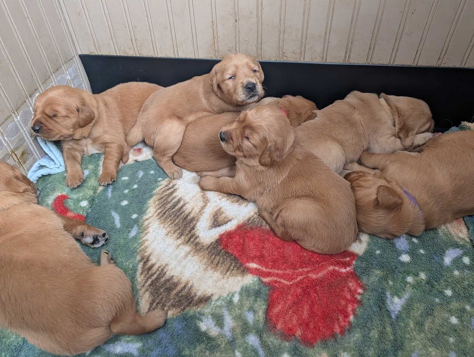 Golden retriever | Dogs & Puppies for Rehoming | Québec City | Free ...