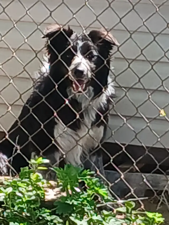 Chiots/adultes border collie et berger australien mini et toy | Dogs ...