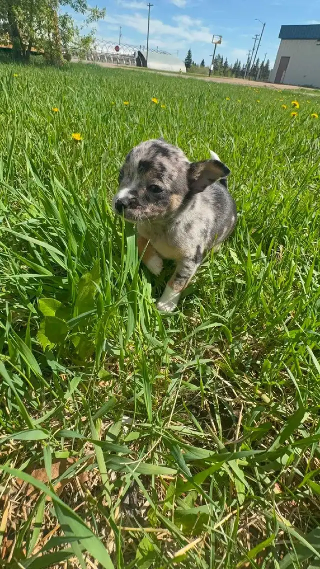 4 Adorable Merle Chihuahua Puppies | Dogs & Puppies for Rehoming ...