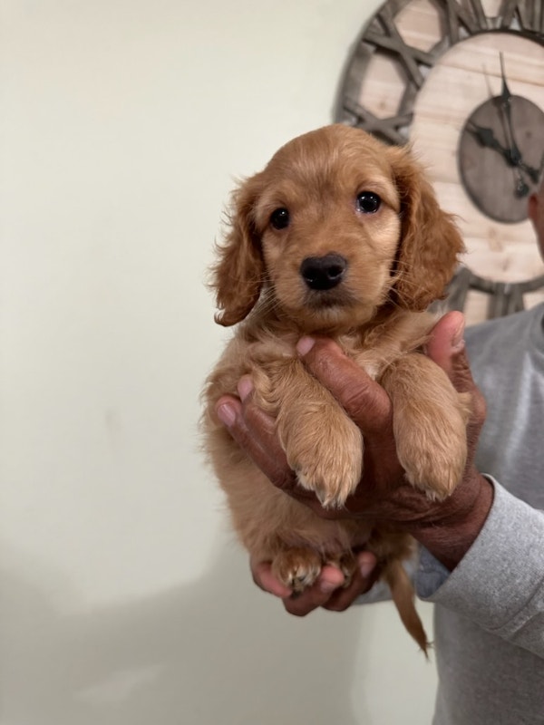 Mini Cockapoo Puppies ONLY 1 MALE | Dogs & Puppies for Rehoming | City ...