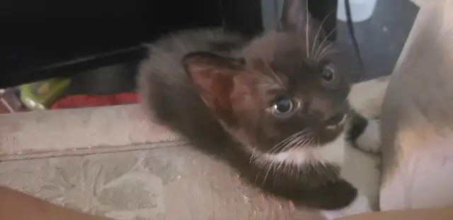 4 month old male kitten for forever home | Cats & Kittens for Rehoming ...