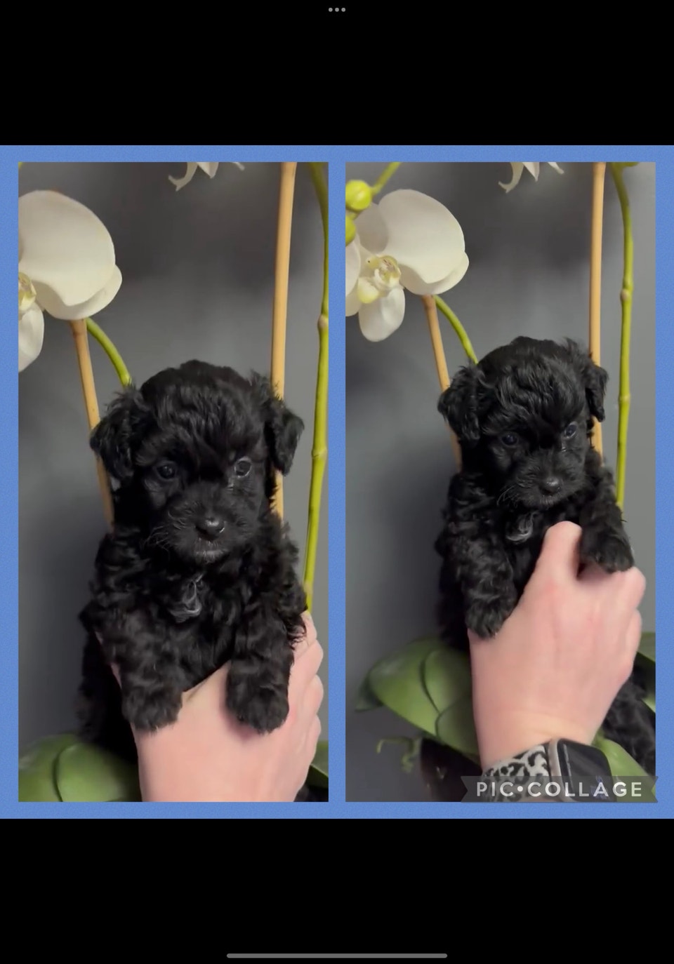 poodle cross / Havanese puppies | Dogs & Puppies for Rehoming | Truro ...