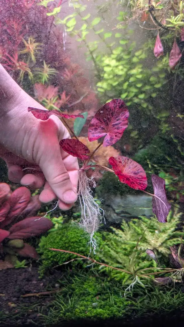 Red Tiger Lotus (Nymphaea lotus) | Fish for Rehoming | Hamilton | Free ...