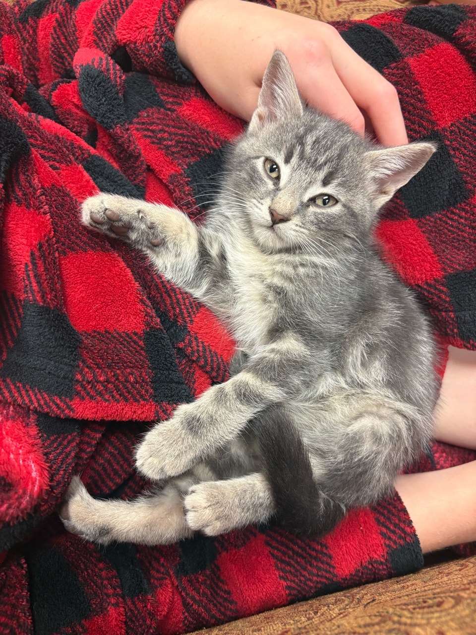 Cute Kittens | Cats & Kittens for Rehoming | Kitchener / Waterloo ...