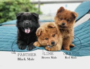 Dachshund | Adopt Dogs & Puppies Locally in Alberta | Kijiji Classifieds