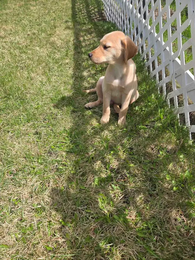 Male Golden/Lab | Dogs & Puppies for Rehoming | Edmonton | Free local ...