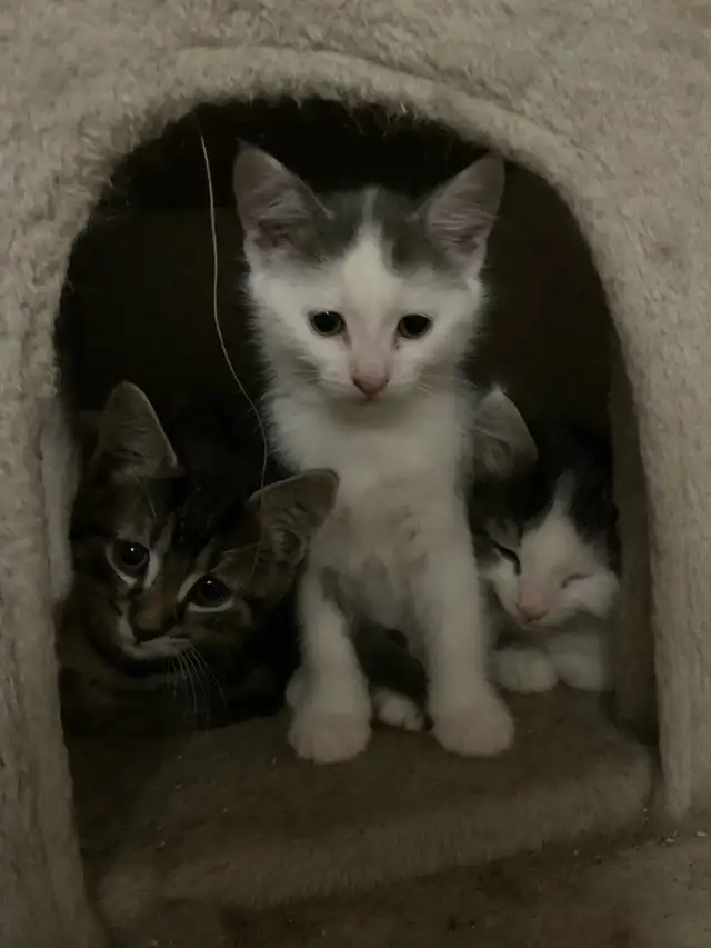 4 kittens to go | Cats & Kittens for Rehoming | Summerside | Free local ...