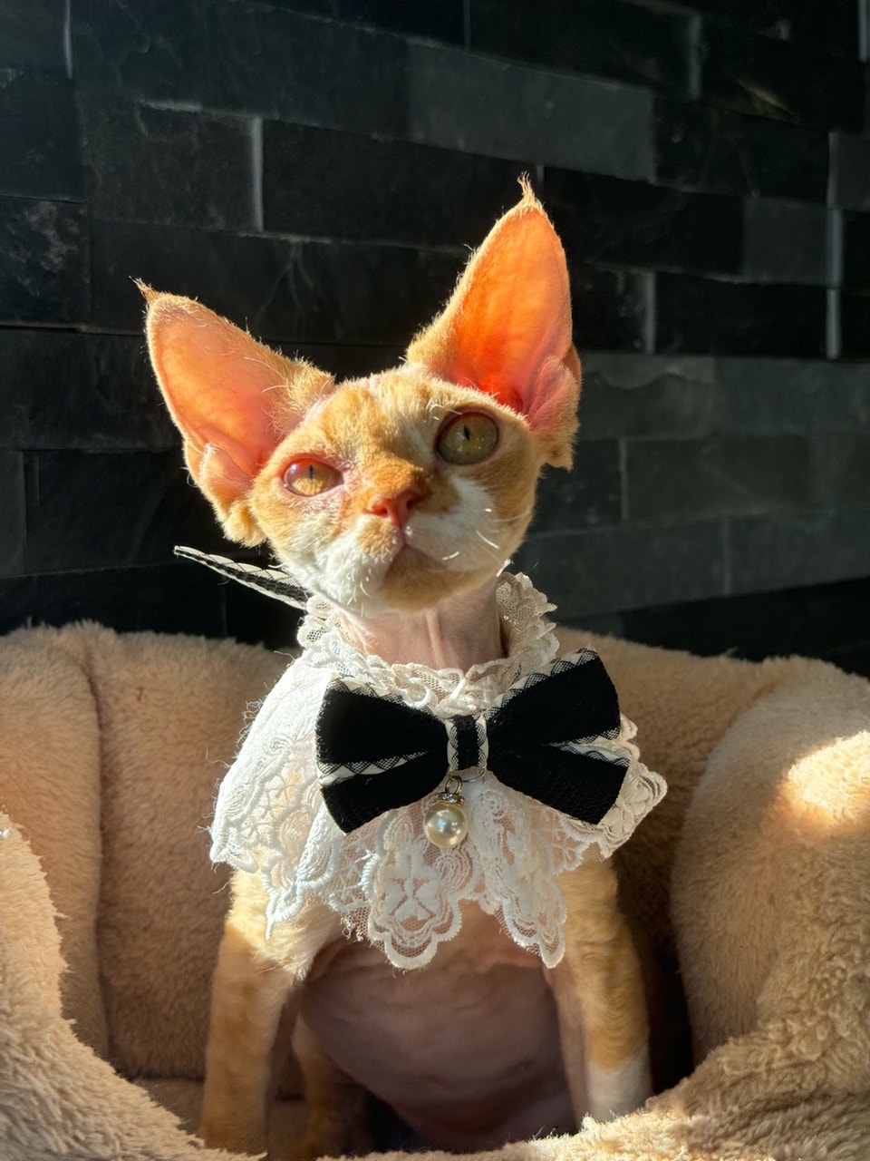 TICA & CFA Devon rex Red Van Bicolor M | Cats & Kittens for Rehoming ...