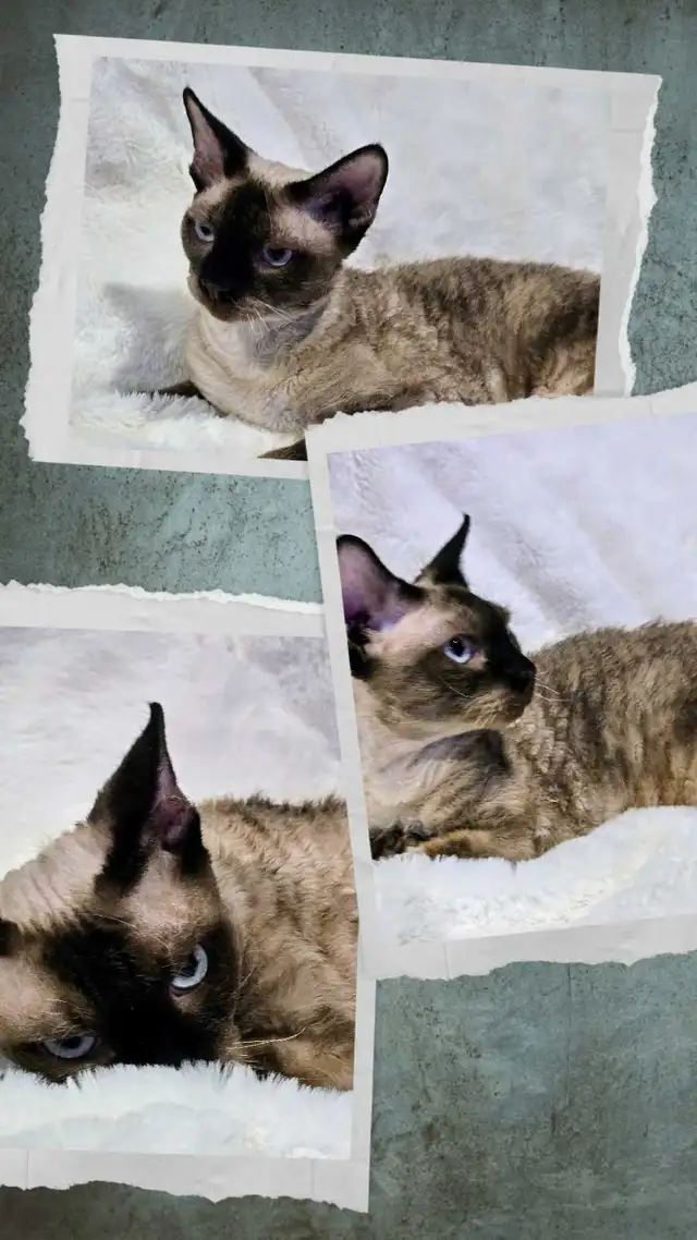 SPHYNX 2/BAMBINO 1/DEVON REX 4 TOUS FERTILE ET SES DES MALES | Cats ...