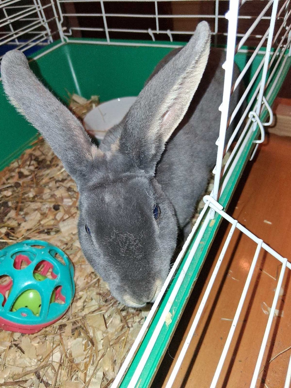Breeder Buck Meat Rabbit | Livestock | Truro | Free local classifieds ...