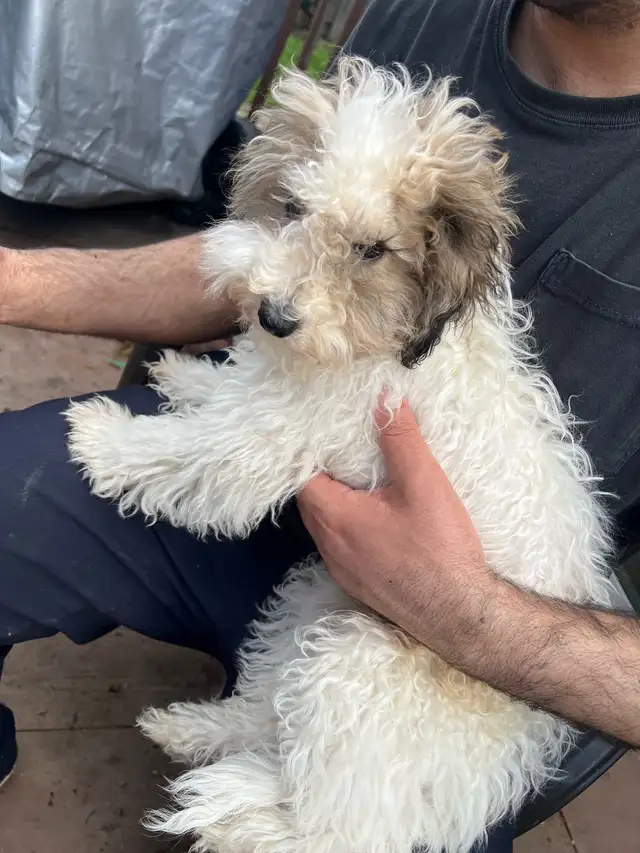Maltipoo | Dogs & Puppies for Rehoming | City of Montréal | Free local ...