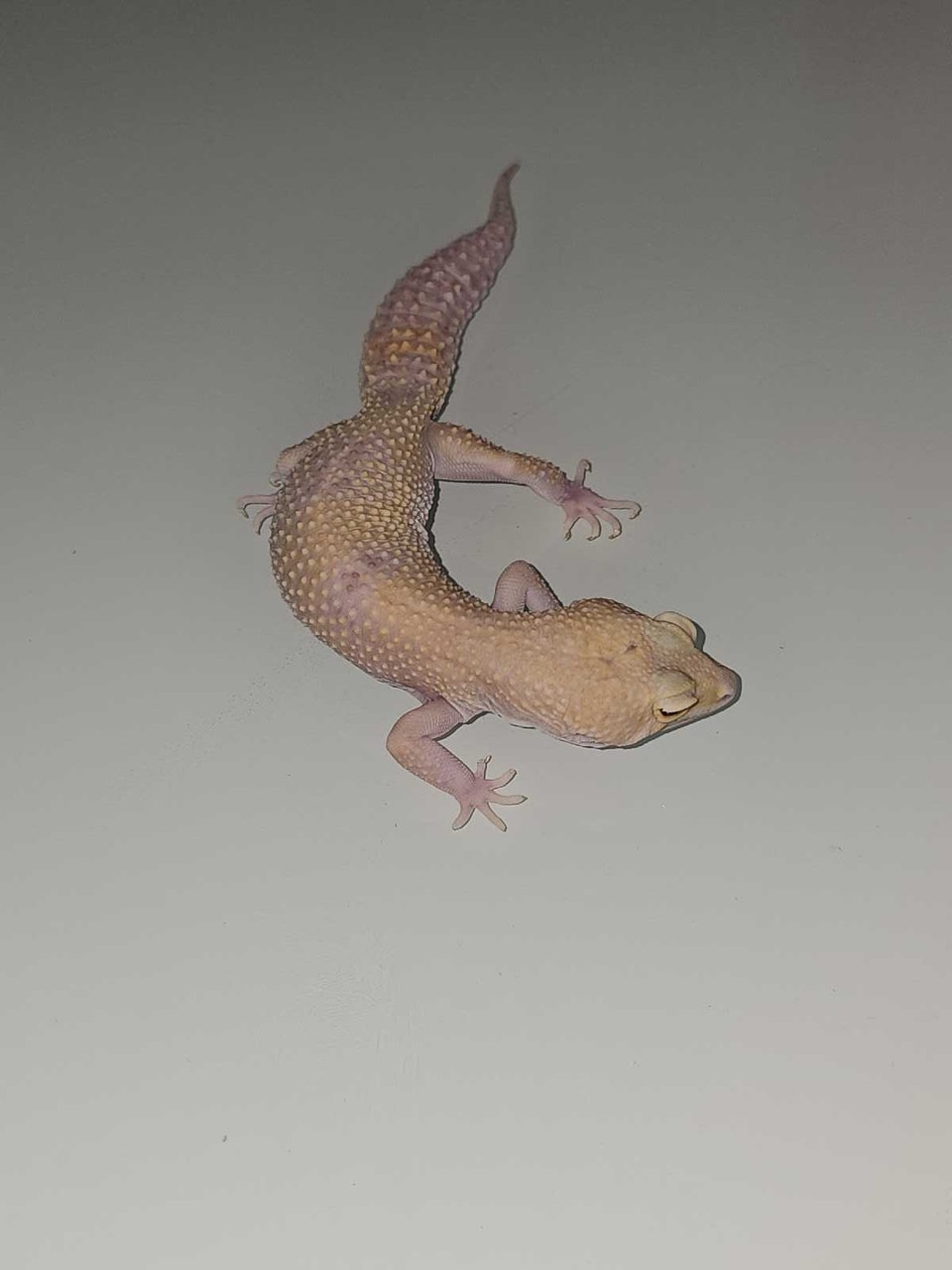 Leopard Gecko - Ruby Eyed RAPTOR | Reptiles & Amphibians for Rehoming ...