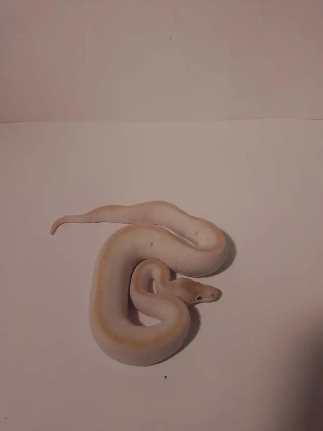 baby ball pythons for sale | Reptiles & Amphibians for Rehoming | City ...