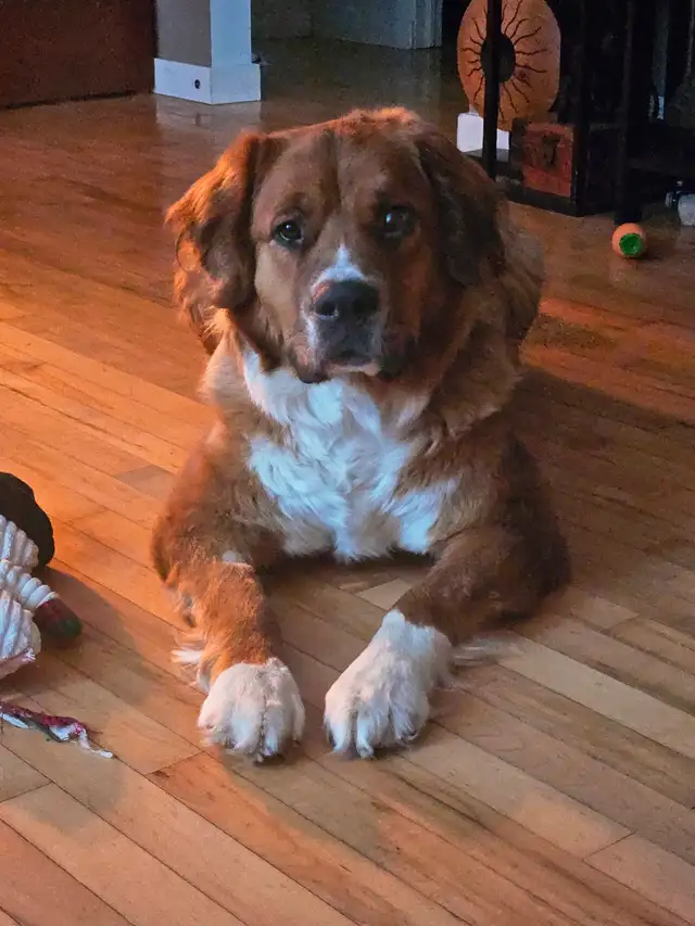 Rehoming Maggie (St. Bernard) | Dogs & Puppies for Rehoming | Ottawa ...