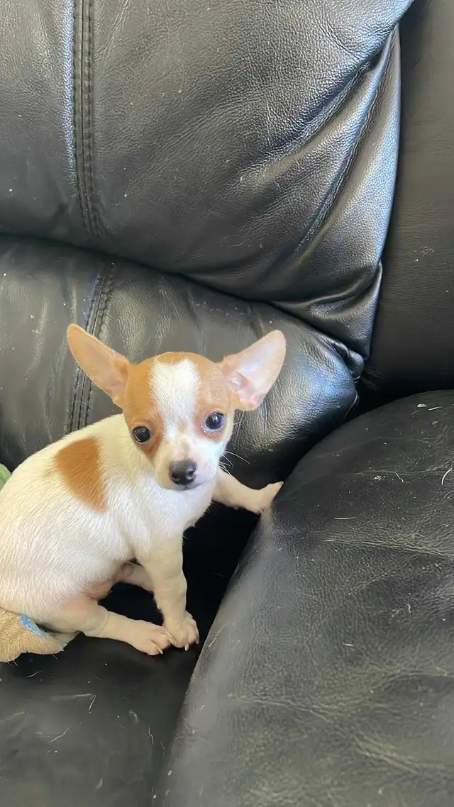 Purebred Chihuahua Puppies | Ready July 19 | Dogs & Puppies for ...