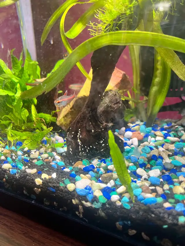 10 gallon aquarium-free! | Fish for Rehoming | Winnipeg | Free local ...