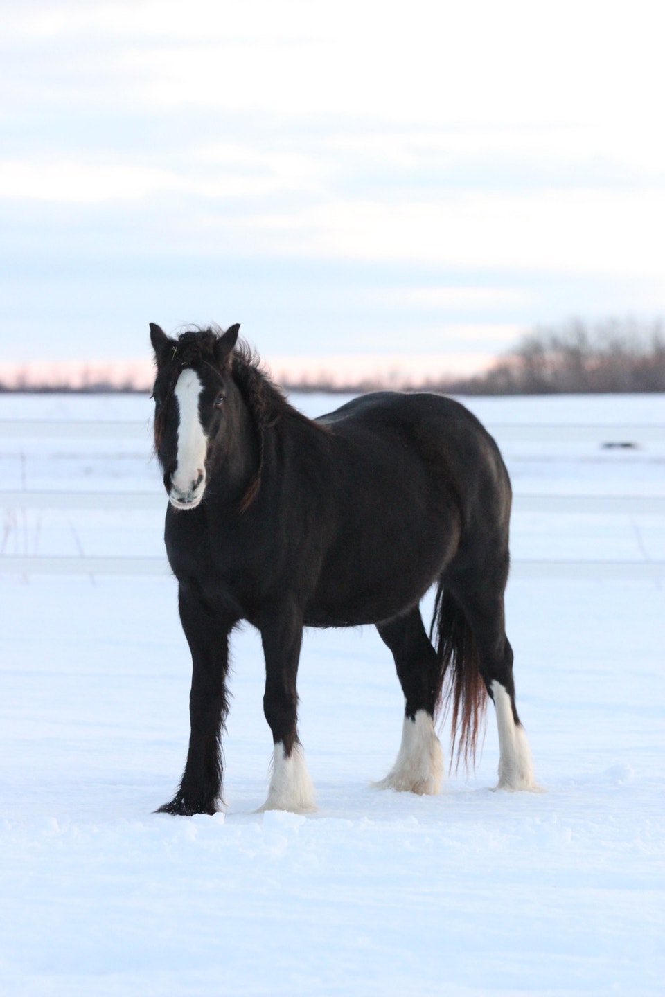 2-1 Gypsy Cross Package | Horses & Ponies for Rehoming | Saskatoon ...