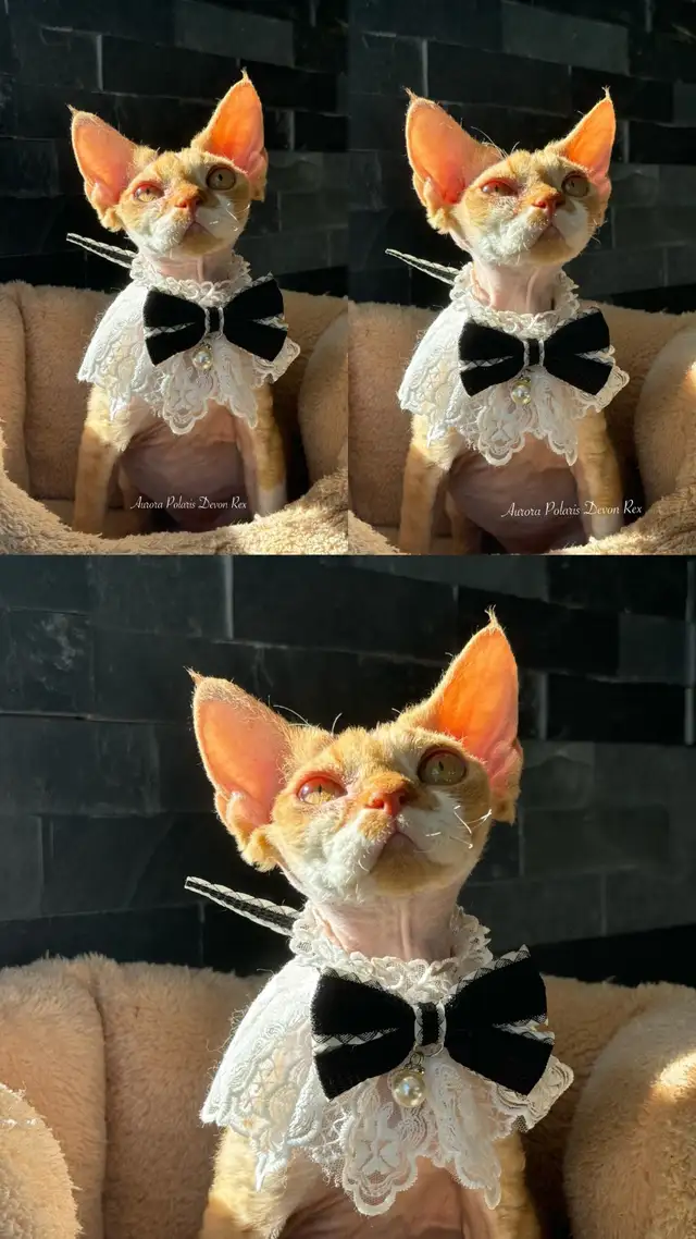 TICA & CFA Devon rex Red Van Bicolor M | Cats & Kittens for Rehoming ...