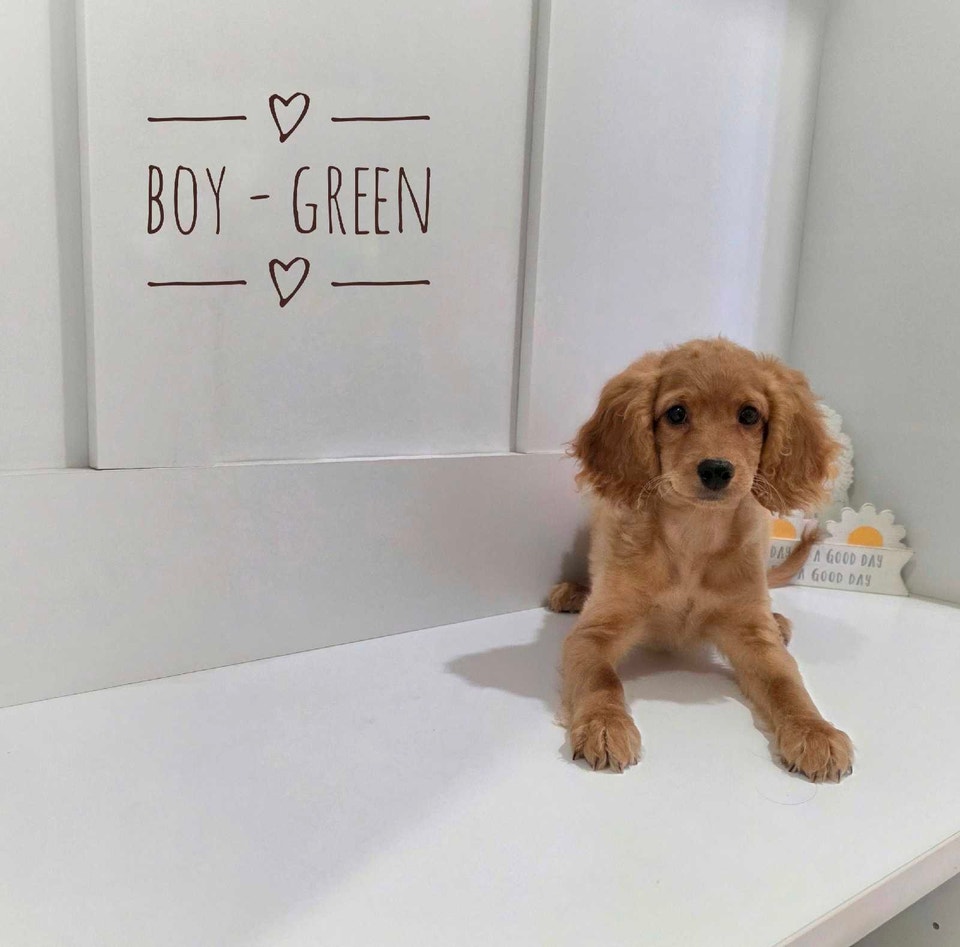Cockapoo Puppies - last boy! | Dogs & Puppies for Rehoming | Markham ...