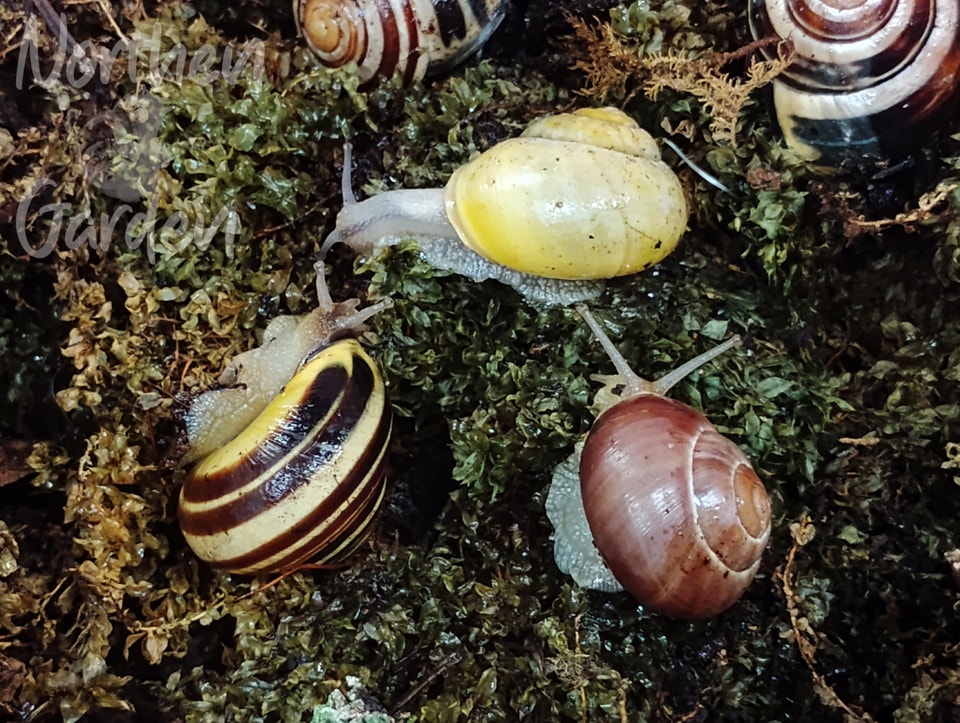 Escargots des haies - Grove snails | Other Pets for Rehoming ...