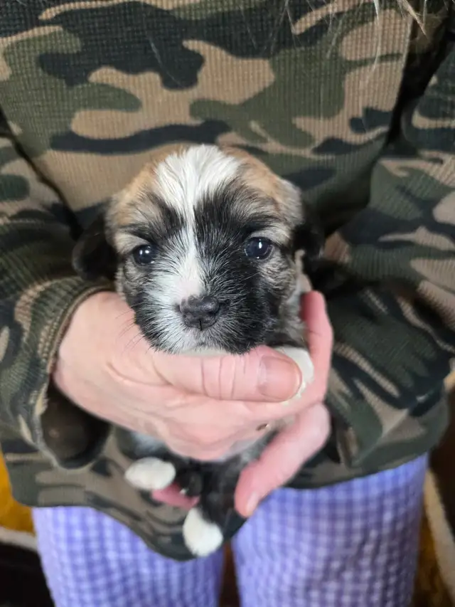 Shorkie pups | Dogs & Puppies for Rehoming | Cape Breton | Free local ...