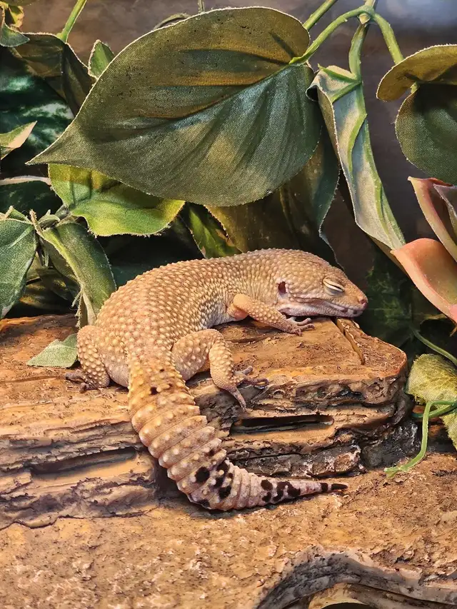 Murphy's Patternless Leopard Gecko + Enclosure | Reptiles & Amphibians ...