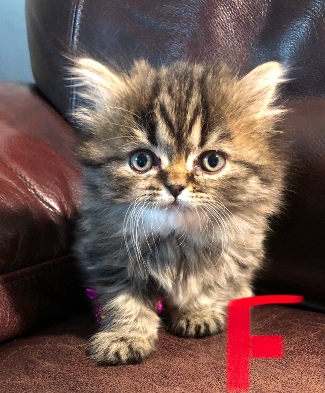 Female Doll Face Persian Tabby Cats And Kittens For Rehoming Miramichi Kijiji