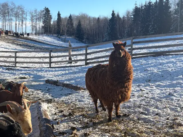 guard llama - sheep goats cattle friendly | Livestock | Red Deer | Free ...