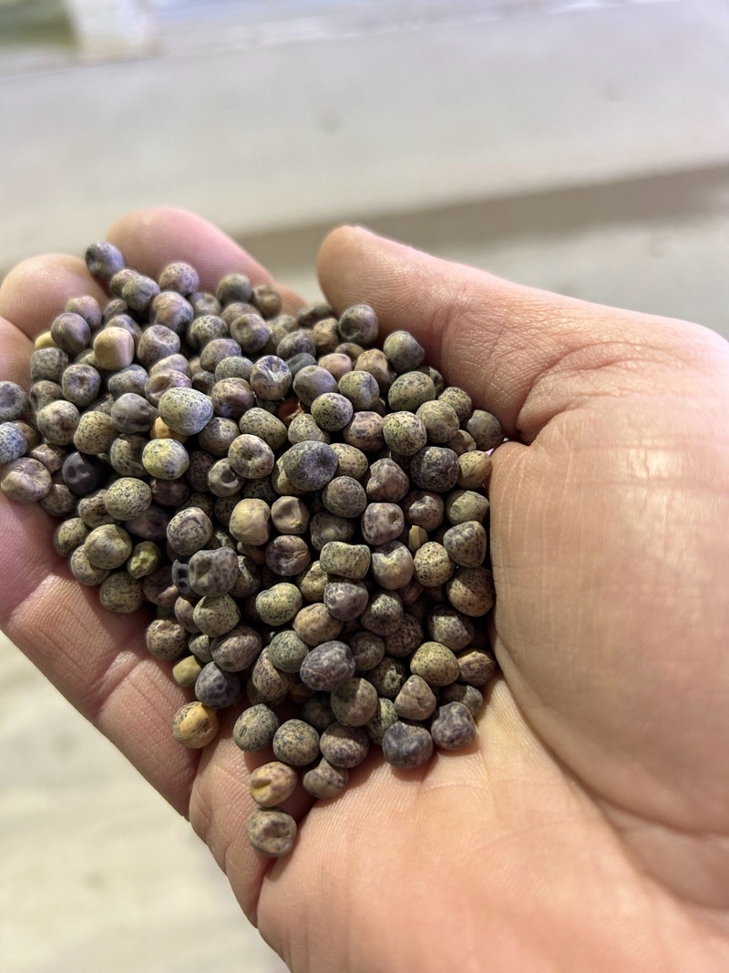 Forage Pea Seed | Farming Equipment | Edmonton | Kijiji Classifieds