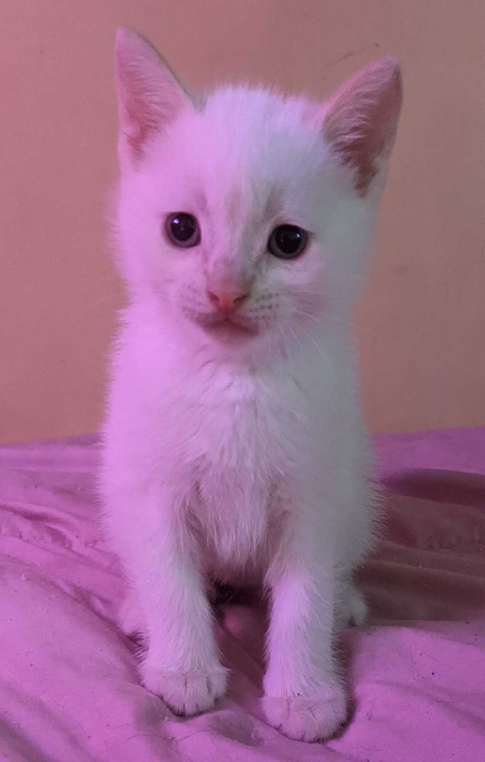 Siamese flame/blue point kittens | Cats & Kittens for Rehoming ...