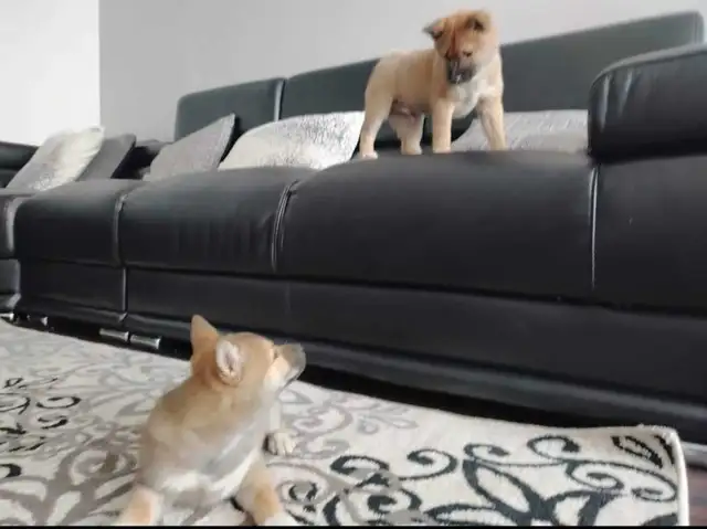 chiots shiba inu puppies | Dogs & Puppies for Rehoming | City of ...