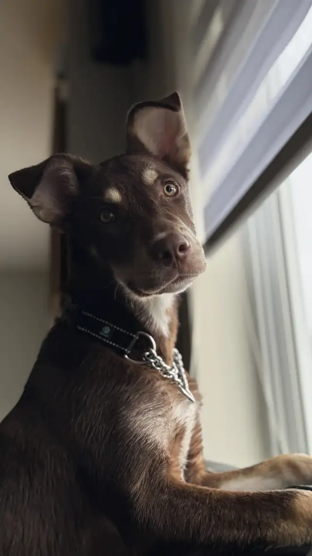 Aussie & Husky Mix 9-Month Old Puppy | Dogs & Puppies for Rehoming ...