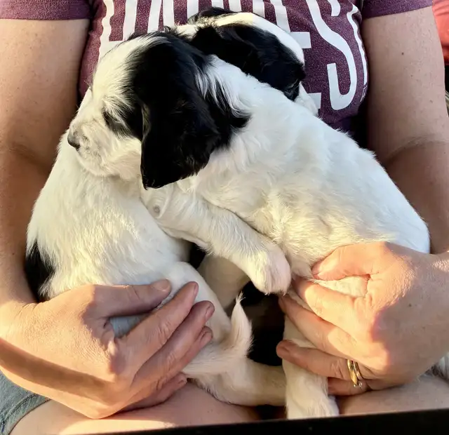 English Springer Setter Puppies - 1 female left | Dogs & Puppies for ...