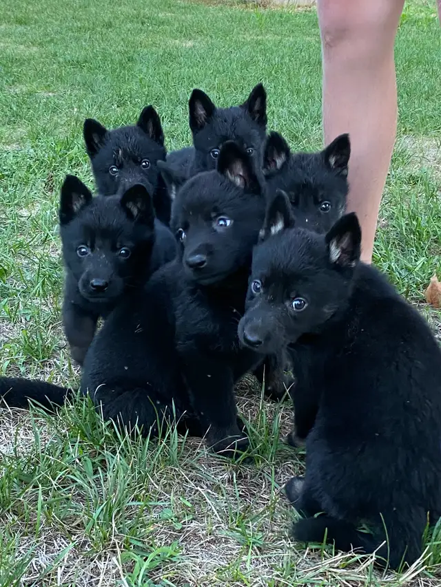REDUCED German Shepherd dogs. Solid black males | Dogs & Puppies for ...