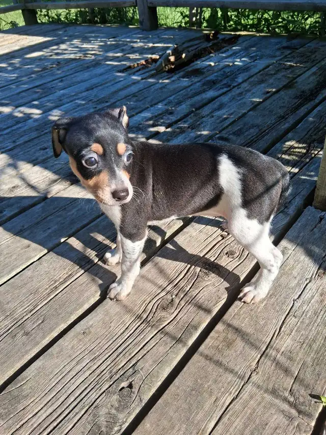 Rat Terrier puppy purebred | Dogs & Puppies for Rehoming | St ...