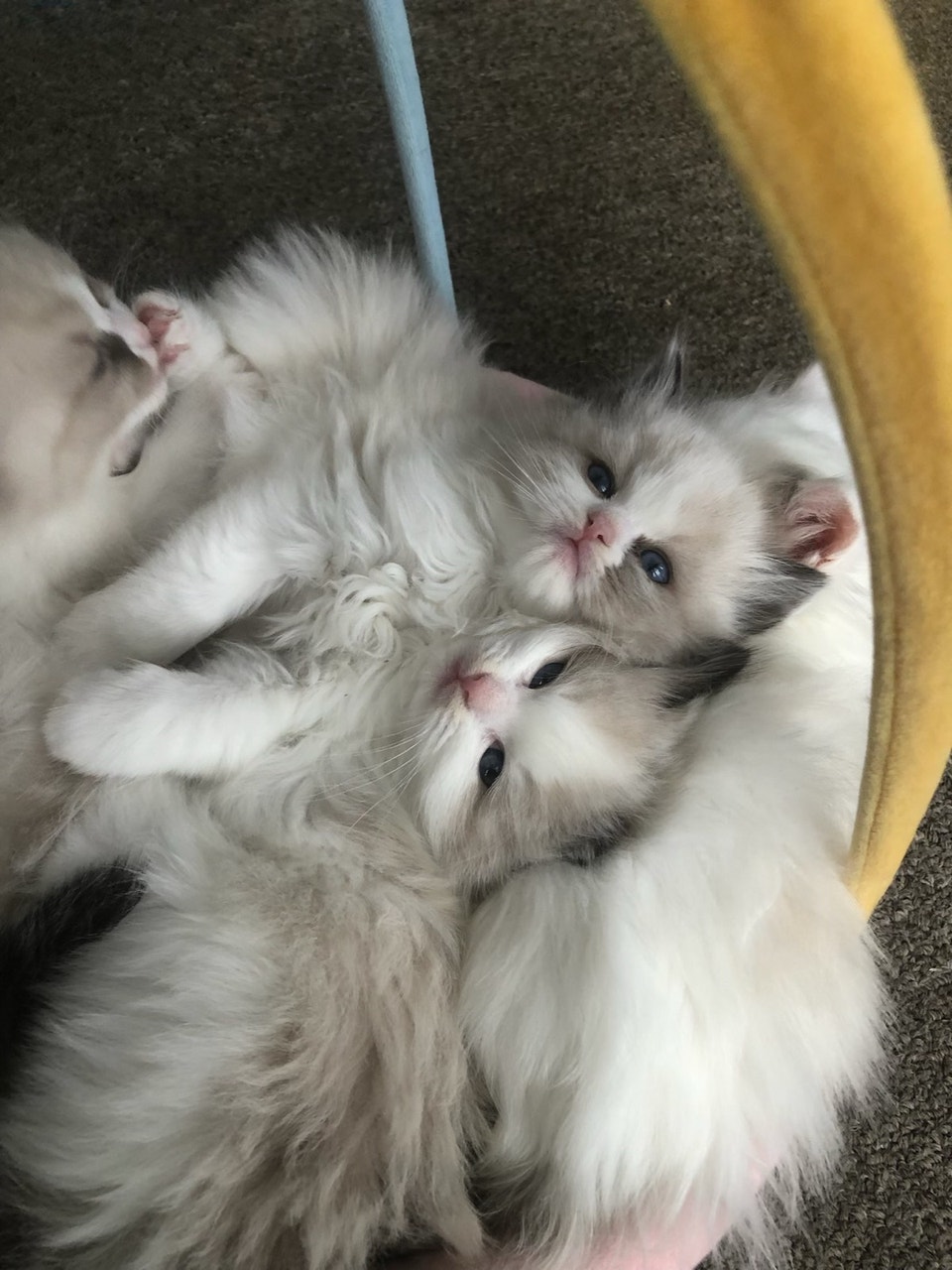100% PURE RAGDOLL show kittens for sale $1,000 EACH | Cats & Kittens ...