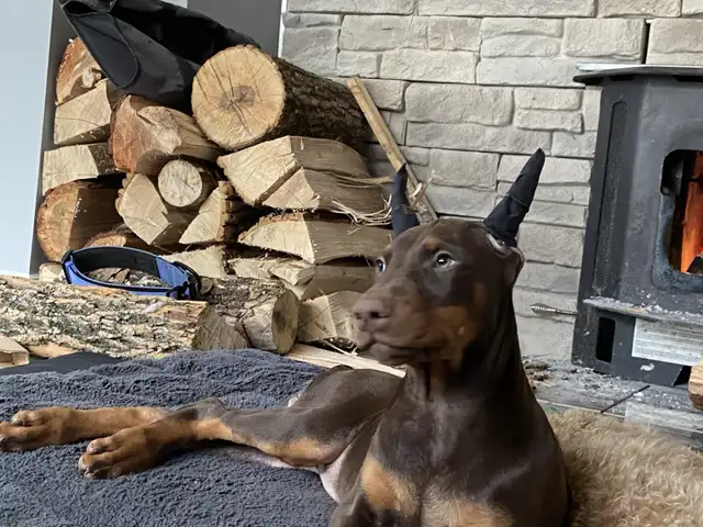 EUROPEAN DOBERMANS with ears cropped Toronto on Saturday mornin | Dogs ...