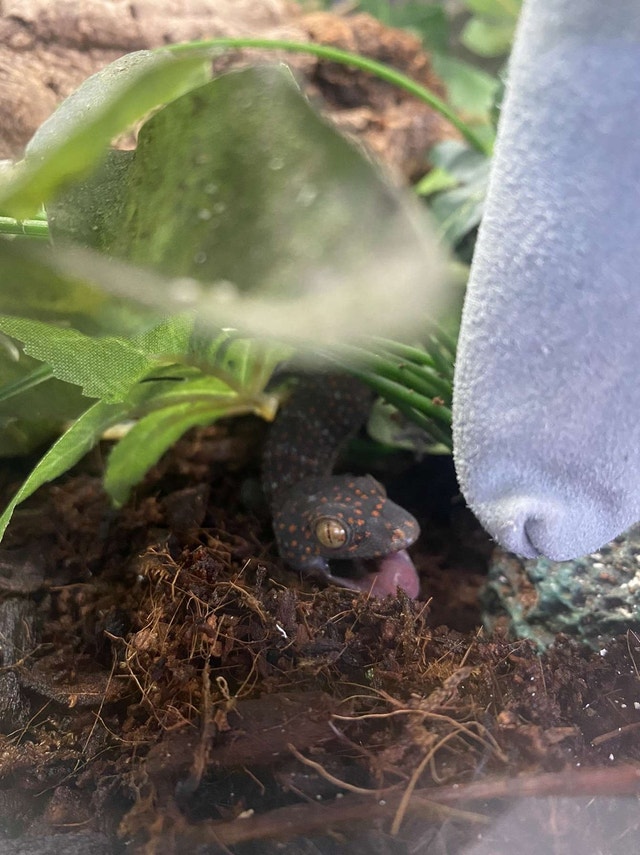Juvenile male tokay gecko with enclosure | Reptiles & Amphibians for ...