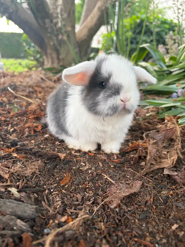Stunning Purebred Holland Lop Baby Bunnies - Ready June 5th | Small ...